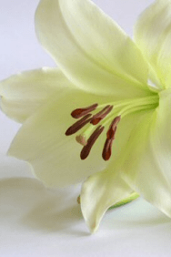 Death Notice of Mary McGee (née Thompson) (Tullow, Carlow) | rip.ie